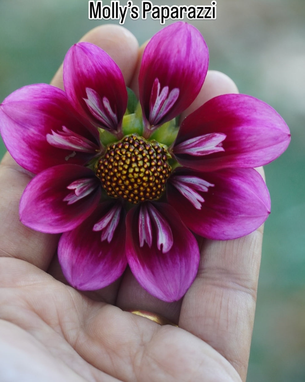 Mollys Paparazzi-2025 new intro – Lykestead Farms