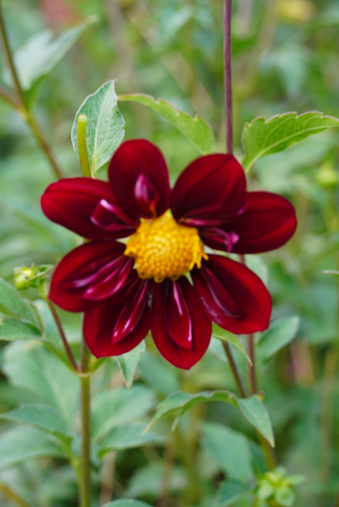 Molly's Ruby Slippers- 2025 intro – Lykestead Farms