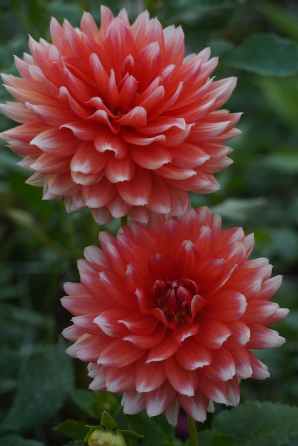 Hollyhill Kris Kringle – Lykestead Farms