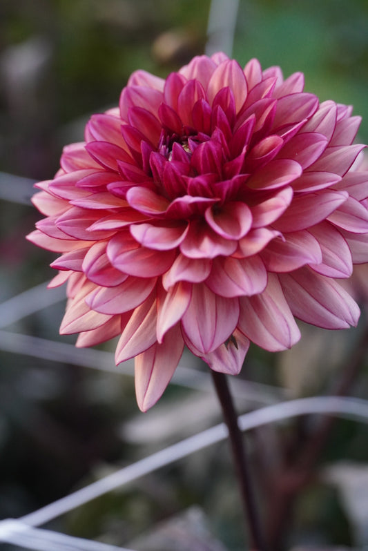 Dahlia Tubers – Page 13 – Lykestead Farms
