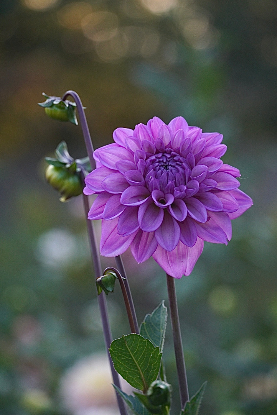 Dahlia Tubers – Page 14 – Lykestead Farms