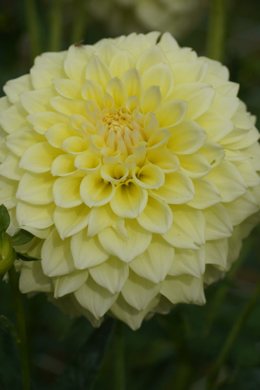 Dahlia Tubers – Page 15 – Lykestead Farms