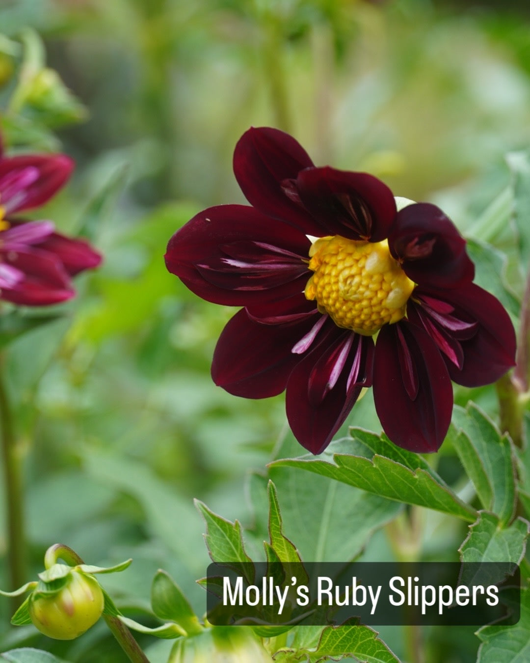 Molly's Ruby Slippers- 2025 intro – Lykestead Farms