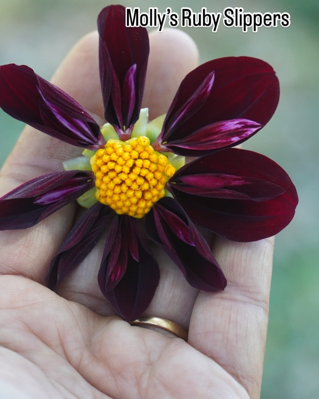 Molly's Ruby Slippers- 2025 intro – Lykestead Farms