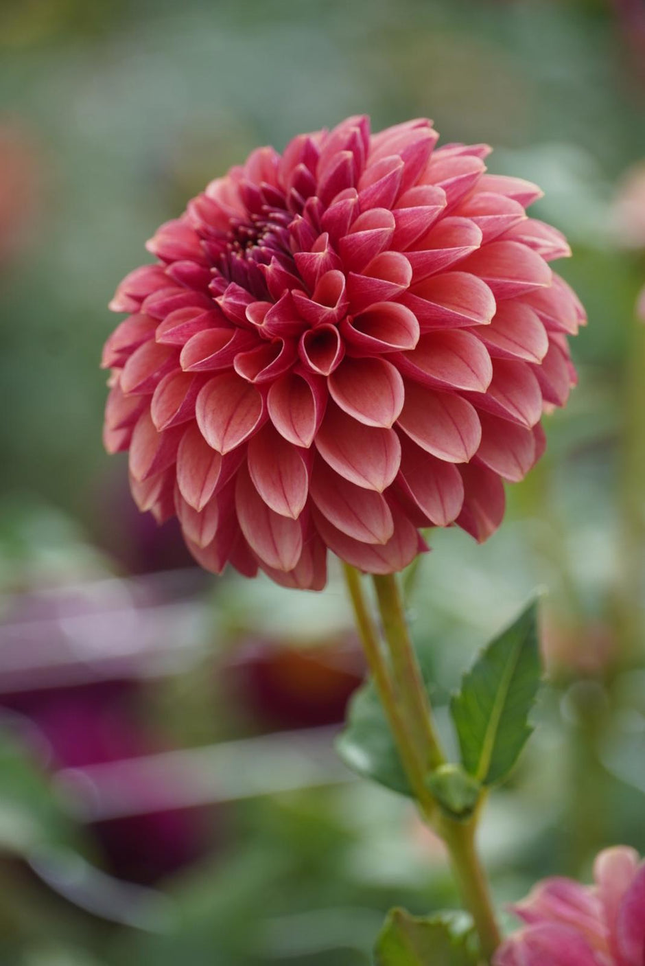 Dahlia Tubers – Page 12 – Lykestead Farms