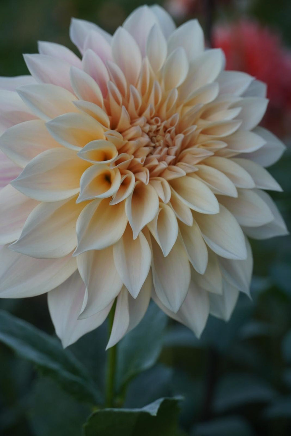 Dahlia Tubers – Page 9 – Lykestead Farms