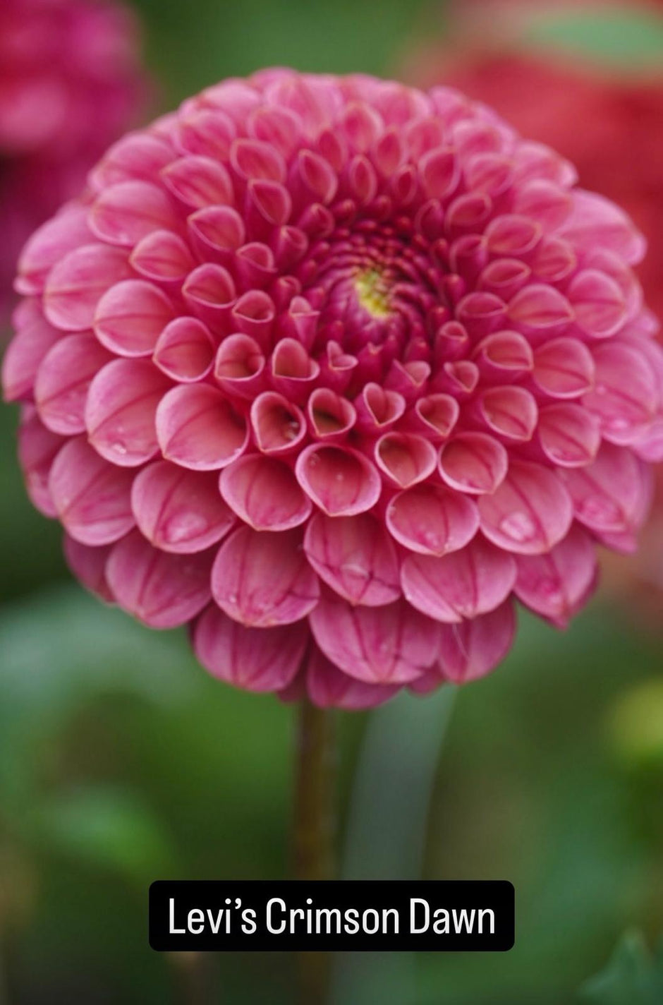 Dahlia Tubers – Page 12 – Lykestead Farms