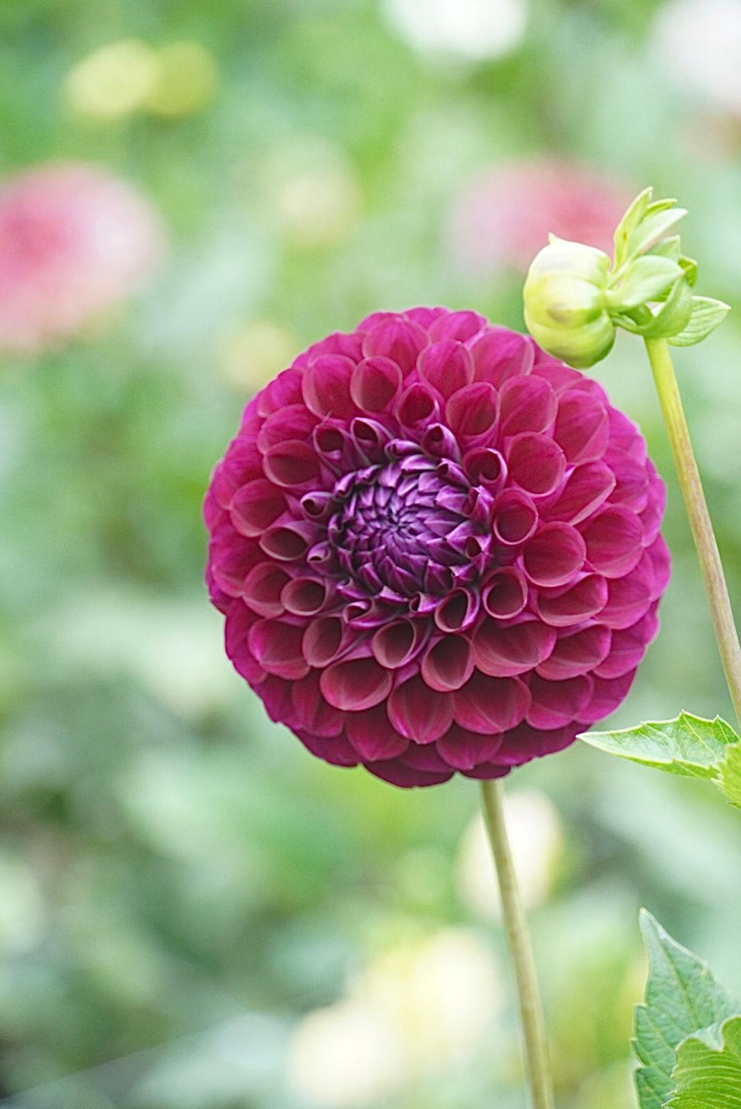 Dahlia Tubers – Page 9 – Lykestead Farms