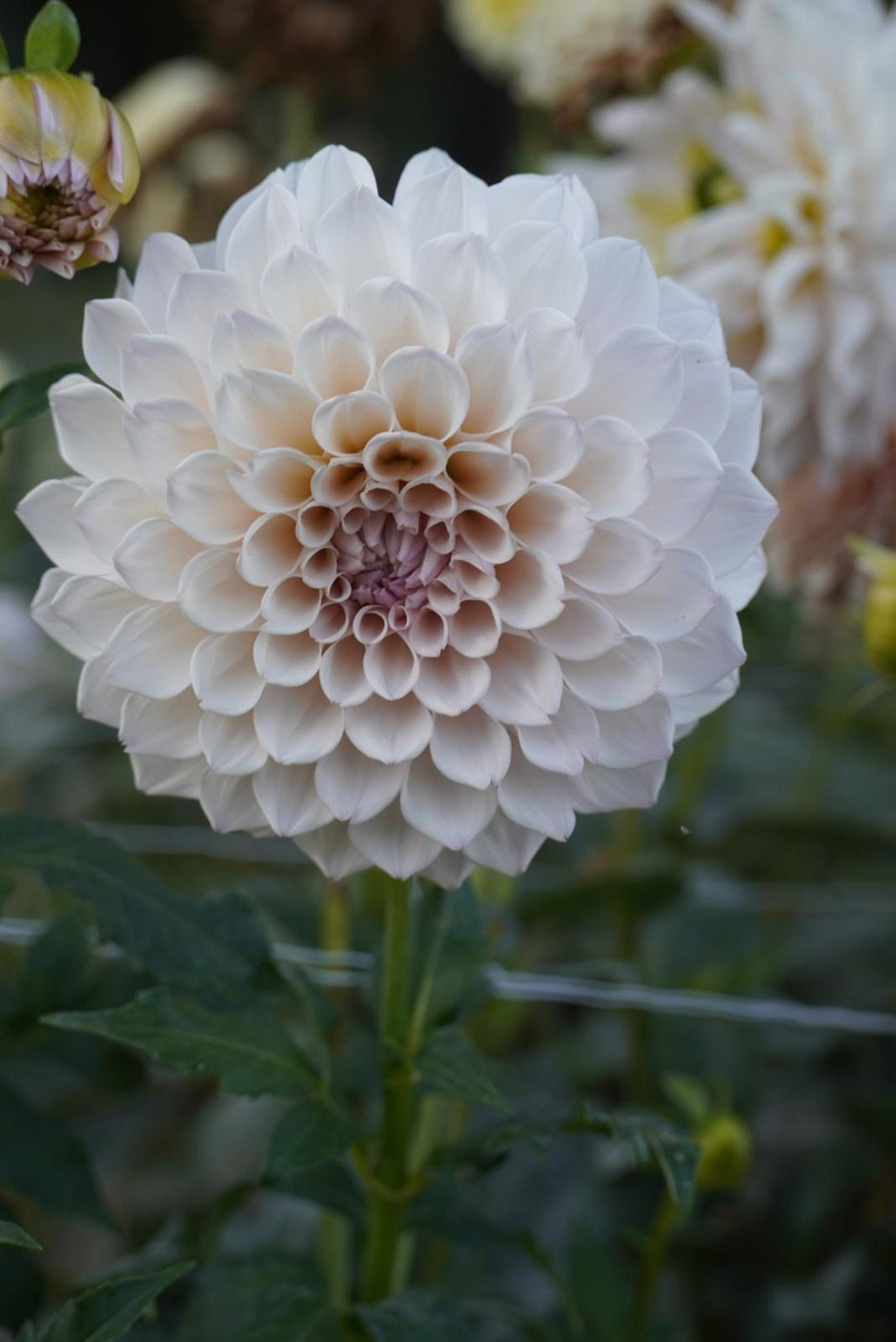 Dahlia Tubers – Page 10 – Lykestead Farms