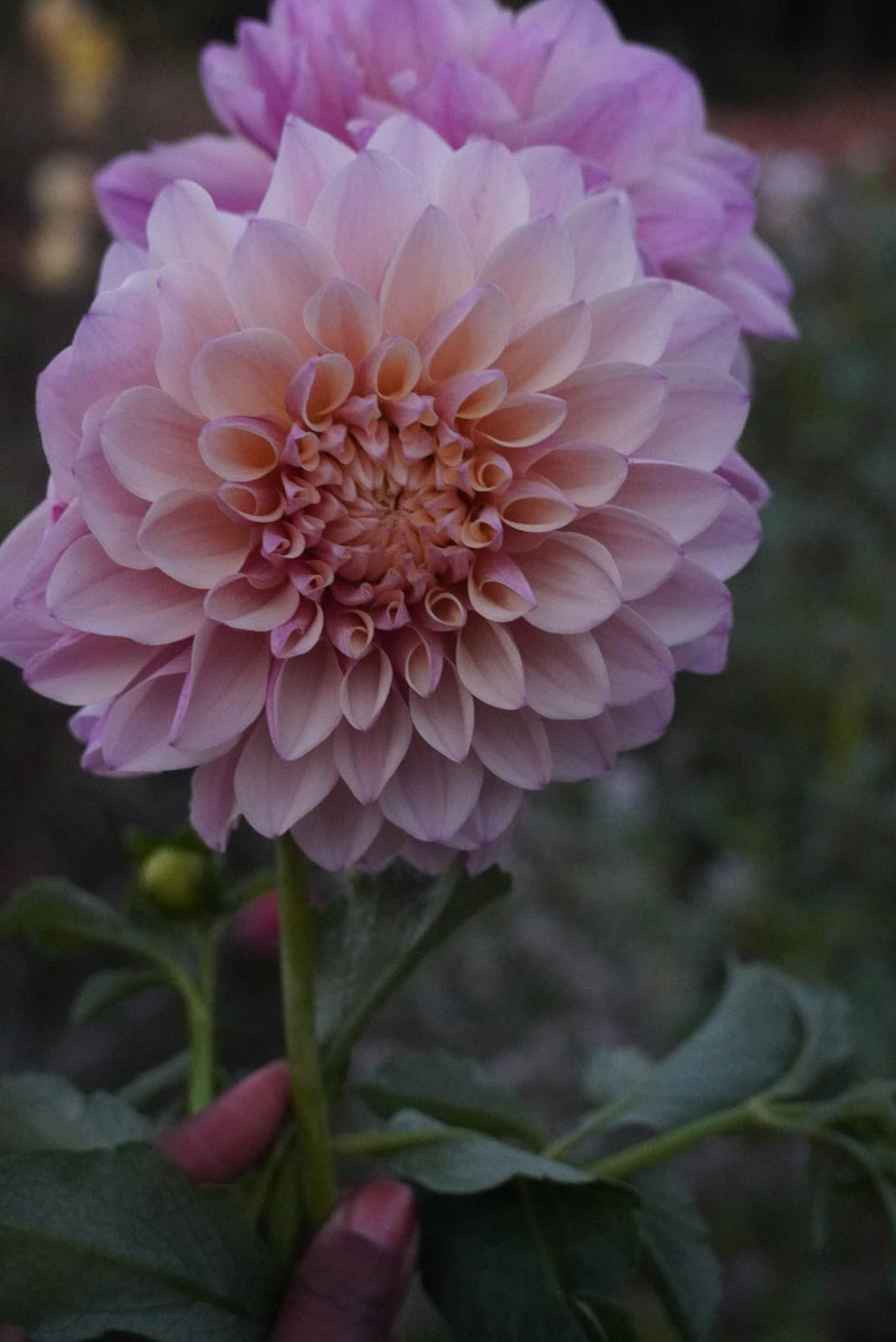 Dahlia Tubers – Page 10 – Lykestead Farms