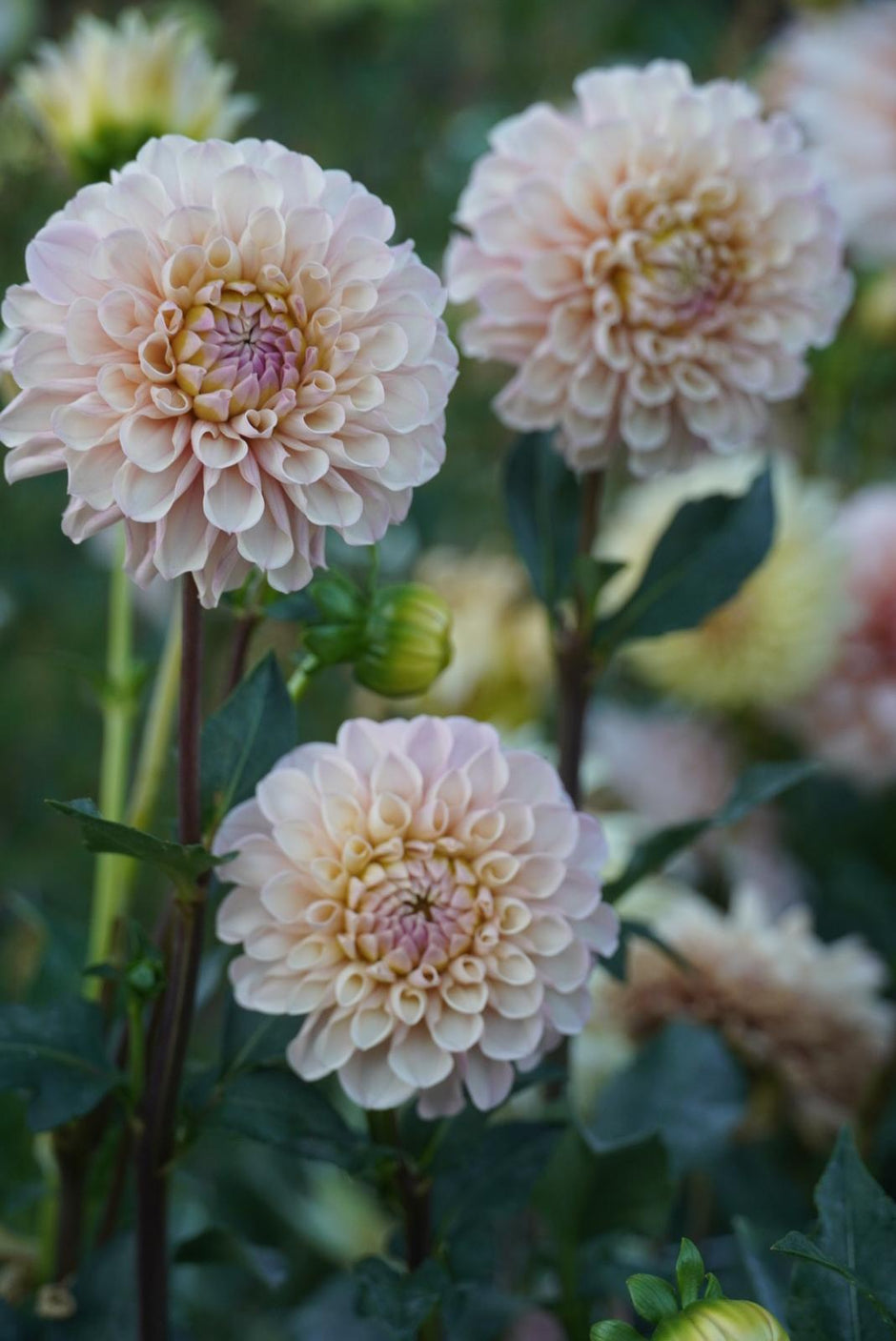 Dahlia Tubers – Page 12 – Lykestead Farms